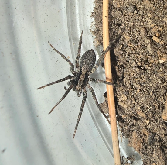 Koch's Wolf Spider (Alopecosa Kochi) by Reptile Empress