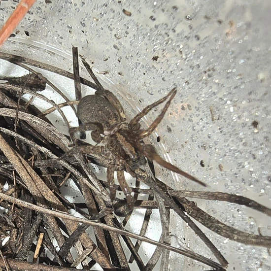 Mountain Wolf Spider (Varacosa Gosiuta) by Reptile Empress