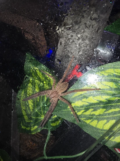 1.1 Tiger Bromeliad Huntsman (Cupiennius Salei) Other Spider by Reptile ...