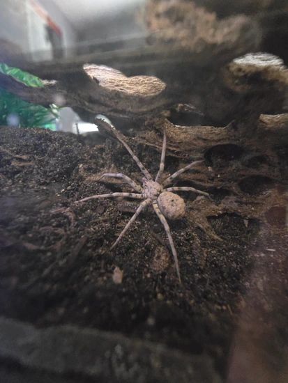 Sonoran Sand Assasin (Homalonychus Sp.) Other Spider by Reptile Empress
