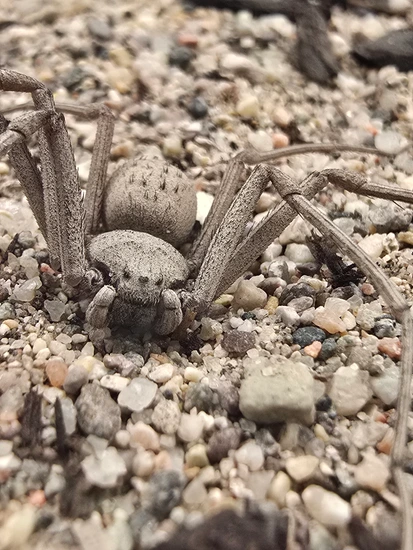 Chilean Six Eyed Sand Spider (Sicarius Thomisoides) Other Spider by ...