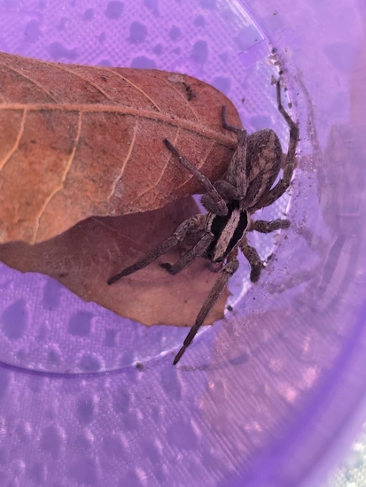 Wolf Spider Sp by Reptile Empress
