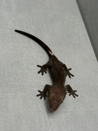 Visual Axanthic Crested Gecko by Fauna Kingdom LLC