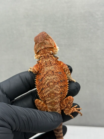 Full Red Monster Bearded Dragon Central Bearded Dragon by Fauna Kingdom LLC