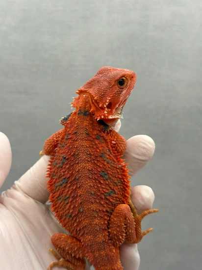 Hypo Trans Red With Bars Bearded Dragon 285 Central Bearded Dragon by ...