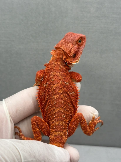 FULL Red Monster Bearded Dragon 323 Central Bearded Dragon by Fauna ...