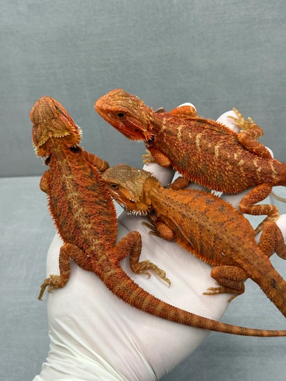 Lot Of 3 Red/Orange Trans Bearded Dragons Central Bearded Dragon by ...