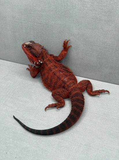 Full Red Monster Bearded Dragon Central Bearded Dragon by Fauna Kingdom LLC