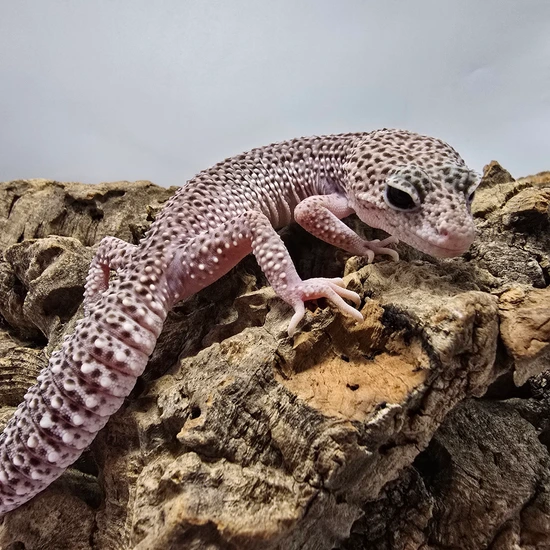 Pet Only Super Snow Leopard Gecko by Reptilliad Reptiles