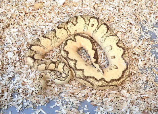 DD HI Super OD FireFly Clown Ball Python by Adam Chesla Reptiles