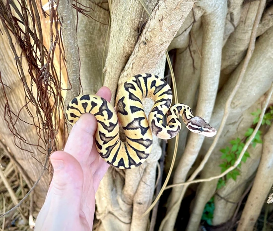 Zebra Super Pastel Ball Python by Adam Chesla Reptiles