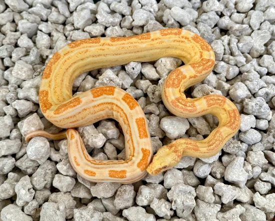 Coral Albino Key West Motley 100% Het Blood PH Anery(Coral Snow Dragon ...