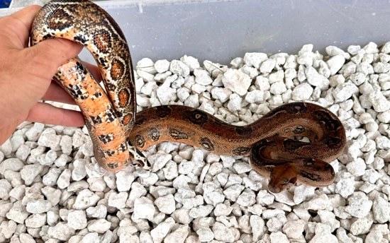 Purple Pastel/German Pastel Leopard 100% Het Sharp Albino Boa ...