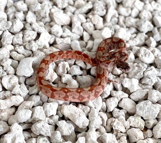 Raptor Hypo Het CA T+ Sunglow Boa Constrictor by Adam Chesla Reptiles