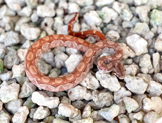 Raptor Hypo 100% Het CA Sunglow - High Quailty! Boa Constrictor by Adam ...