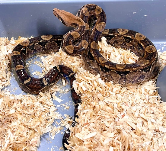 Raptor 100% Het CA T+ Albino Boa Constrictor by Adam Chesla Reptiles