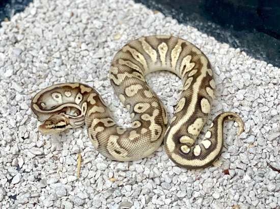 Pastel Mystic/Mojave 100% Het Zebra Pied 66% Het Hypo Ball Python by ...