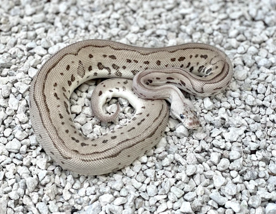 VPI Axanthic Prob Super Leopard Pastel Clown Ball Python by Adam Chesla ...