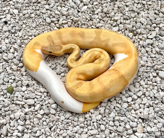 Candy Enchi Pied Ball Python by Adam Chesla Reptiles