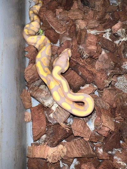 Banana Enchi Orange Dream Spider Het Clown Ball Python by Allykat reptiles