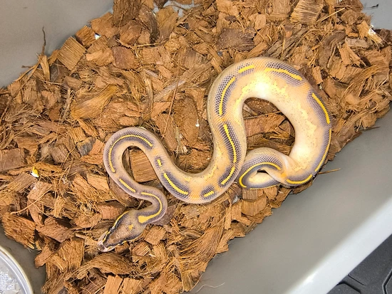 Highway 100 Het Pied Ball Python by Underground Morphs