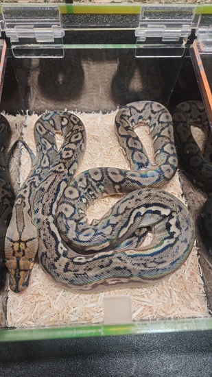 Ocelot 66% Het Mocha Reticulated Python by Retic Labs