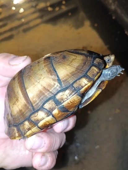 Red Cheek Mud Turtles Mud & Musk Turtles by Greater Cleveland Reptiles