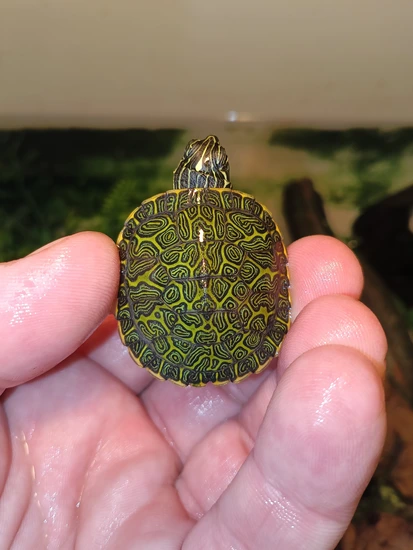Northern Red Belly Cooters Pond Turtle by Greater Cleveland Reptiles