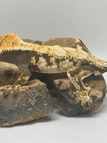 Dark Base High White Crested Gecko by Retrotech_reptiles