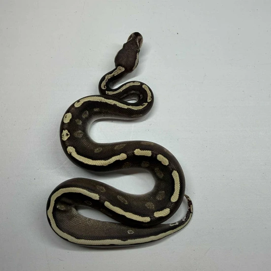 GHI Mojave Pos YB Vanilla Ball Python by Rev's Exotic Reptiles