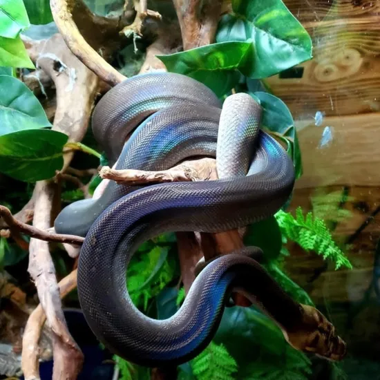 Superdwarf/dwarf Anery Supermotley Het Snow Reticulated Python by ...