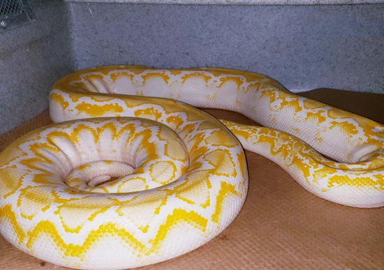 Superdwarf Dwarf Albino Het Anery Reticulated Python by Revered Retics