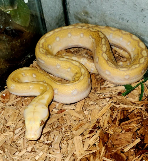 Renick Ghost Phantom Reticulated Python by Revered Retics