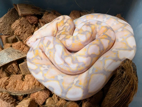 Purple Snow Superdwarf Reticulated Python by Revered Retics