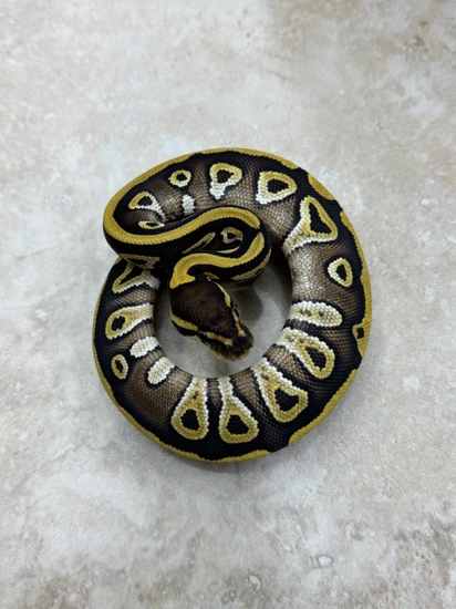 Mix Group Ball Python by Revolutionary Morphs