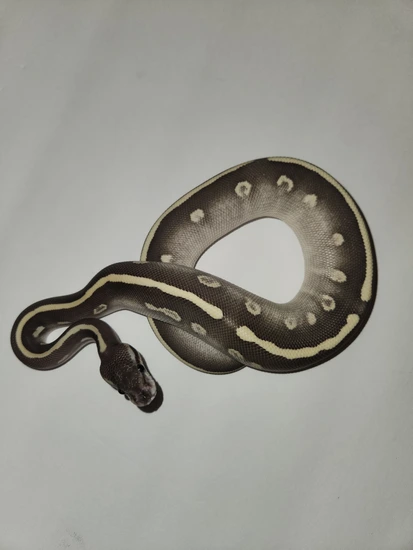 Super Mystic Vanilla Ball Python by Revolutionary Balls