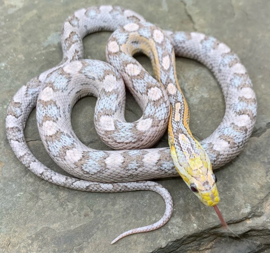 Tequila Sunrise Ultramel Anery Motley Red Factor Corn Snake by Ferrell ...