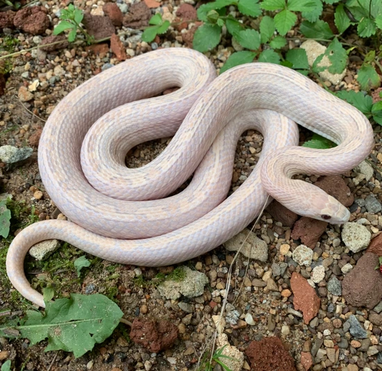 Strawberry Tessera Orchid 100% Het Amel Corn Snake by Ferrell Captives