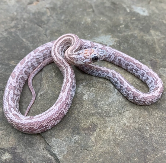 Tessera Orchid 100% Het Strawberry 50% Het Amel Corn Snake by Ferrell ...