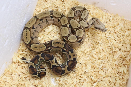 Pure Pascali Columbian True Red-Tailed Boa Constrictor by All Star ...