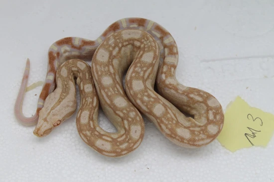 Albino Aztec Purple Het Super Stripe Sharp Snow Boa Constrictor by All ...
