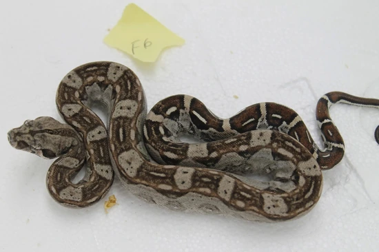 Aztec Het Purple Super Stripe Sharp Snow Boa Constrictor by All Star ...