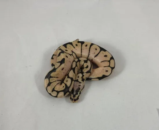 Pastel Spider 100% Het VPI Axanthic Ball Python by Treasure State Reptiles
