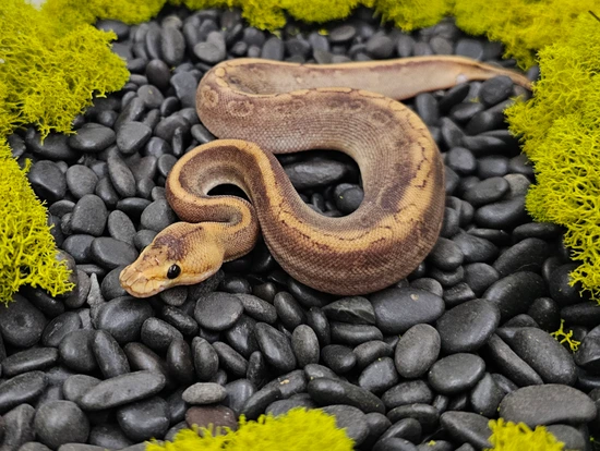 Champagne Ball Python by Next Day Noodles