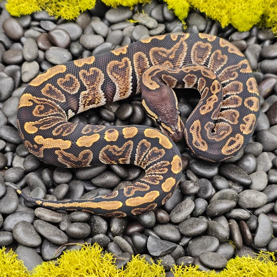 GHI Het Clown Ball Python by Next Day Noodles