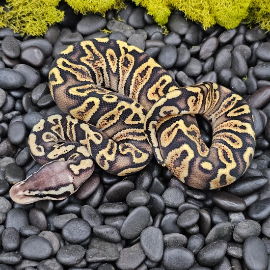 Pastel GHI Het Hypo Ball Python by Next Day Noodles