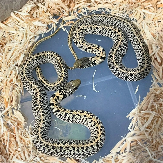 2024 Granite Checkered Garter Snake by Garter Guy LLC