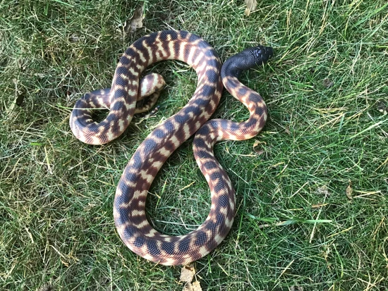 Black Headed Python Black-Headed Python by Ryan's Reptiles
