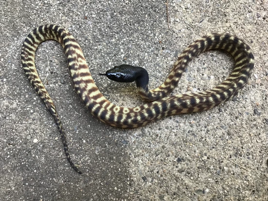Het Axanthic Pair Black Headed Pythons Black-Headed Python by Ryan's ...