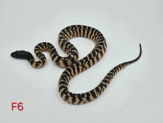 Black Headed Python Black-Headed Python by Ryan's Reptiles